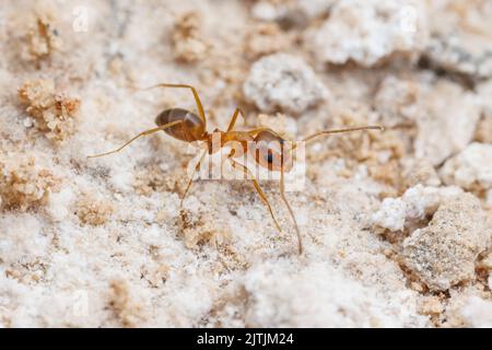 A Pyramid Ant (Dorymyrmex sp.) worker forages in a sandy habitat Stock ...