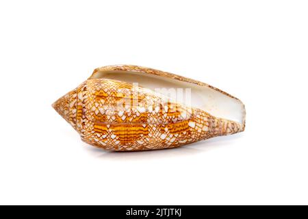 Image of conus omaria patonganus sea shell is a species of sea snail, a ...