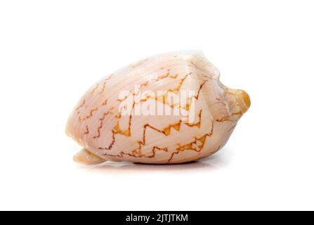 Image of cymbiola nobilis sea shell is a marine gastropod mollusk in ...
