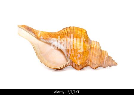 Image of Trapezium Horse Conch / Striped Fox Conch seashell ...