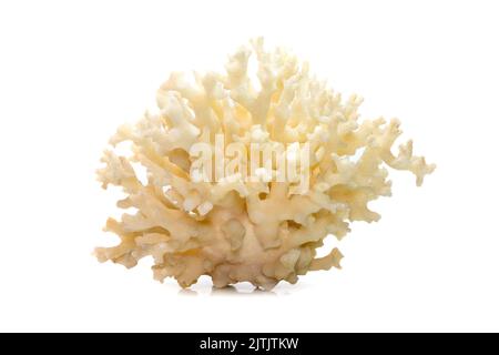 Image of dead white coral cubes on a white background. Undersea Animals ...