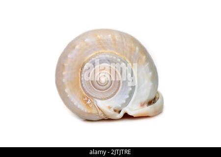 Image of phalium glaucum shell, common name the grey bonnet or glaucus ...