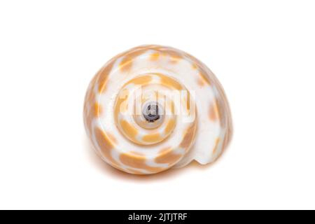 Image of babylonia spirata, common name the Spiral Babylon, is a ...