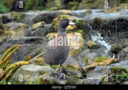 THE BLUE DUCK OR WHIO THAT LIVES IN NEW ZEALAND AND IS ONE OF THE MOST ...