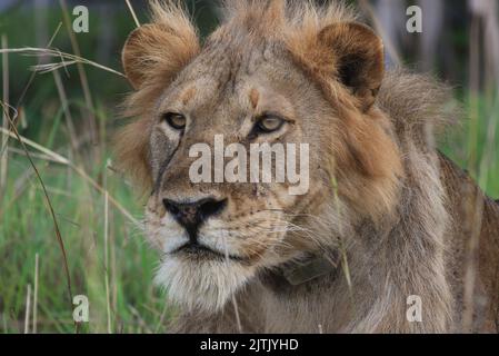 Male maneless lion Stock Photo - Alamy