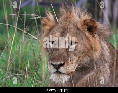 Male maneless lion Stock Photo - Alamy