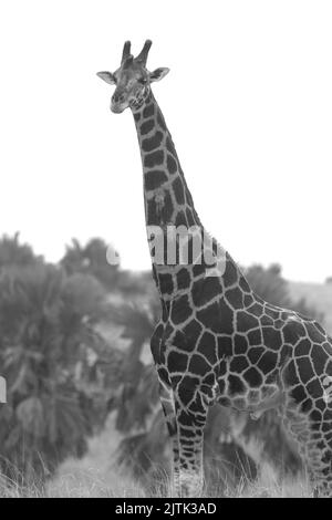 Giraffe dark colours Stock Photo - Alamy