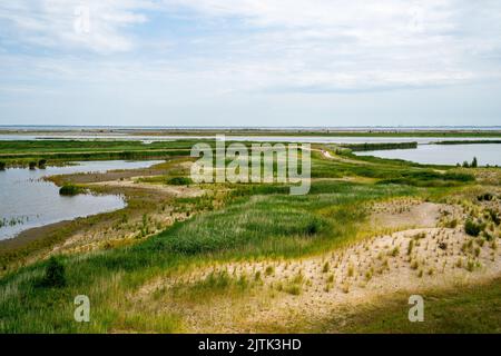 New created islands in the Netherlands with Hairy willowherb (Epilobium ...