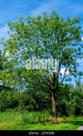 twig with green leaves of Fraxinus excelsior tree (ash, European ash ...