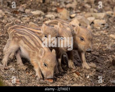 Piglets in the woods; baby pigs; baby wild boar in the woods; wild boar ...