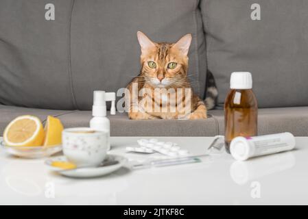 A cat with a cold or flu sits on a sofa near a table with medicines ...