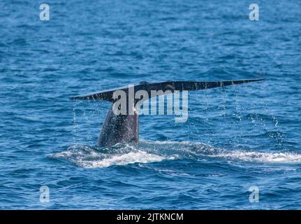 A blue whale showing its fluke just before it took a deep dive; blue ...