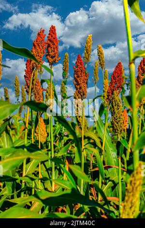 Sorghum bicolor is a genus of flowering plants in the grass family ...