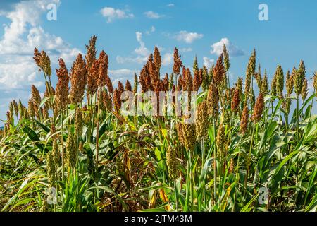 Sorghum bicolor is a genus of flowering plants in the grass family ...