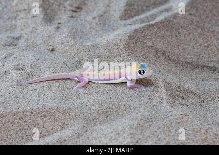 A Namib sand gecko, or gecko palmato, small colorful lizard in the ...