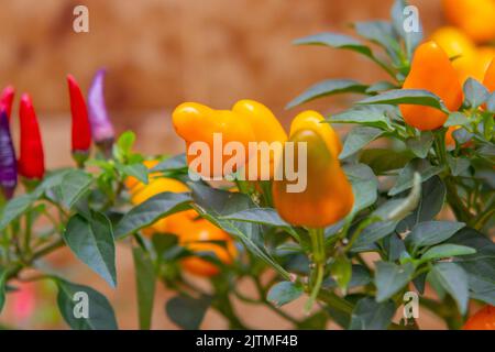 yellow cumari pepper with green leaves around in Rio de Janeiro Brazil ...