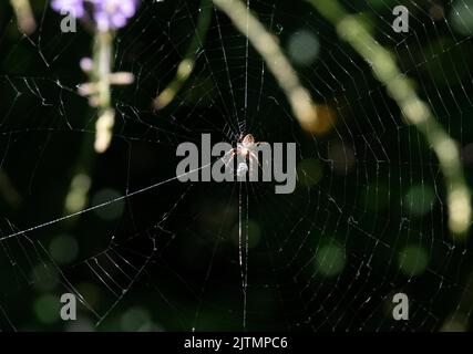 Australian Garden Orb Weaver Spider (Argiope catenulata) catches prey ...