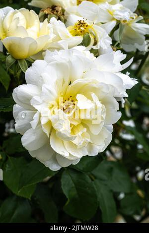 Flowers of ‘Imogen’ English Rose Stock Photo - Alamy