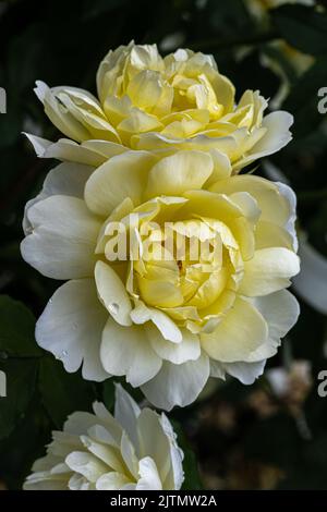 Flowers of ‘Imogen’ English Rose Stock Photo - Alamy