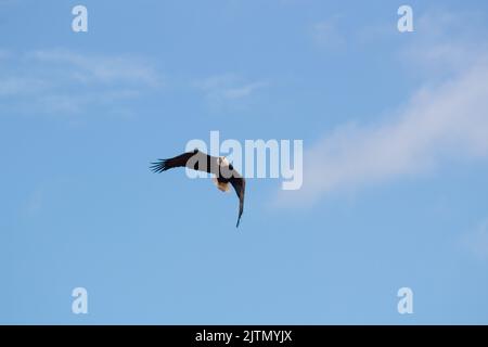 A majestic bald eagle soaring through a bright blue sky, its wings ...