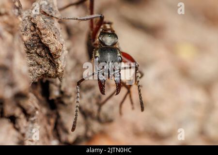Hairy Panther Ant, Neoponera villosa, hauling ant up tree Stock Photo ...