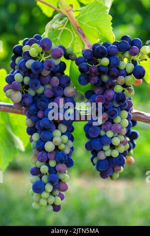 In viticulture, veraison is the onset of the ripening of the grapes ...
