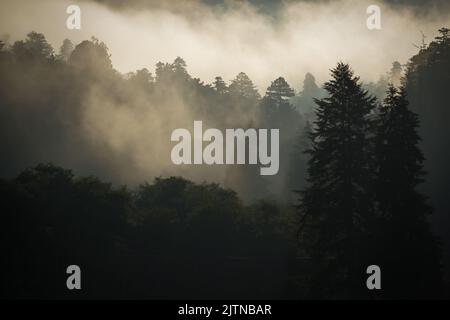 Coastal redwood trees are shrouded in mist in the early morning light ...