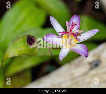 Tricyrtis, toad-lily, herbaceous, perennial purple Stock Photo - Alamy