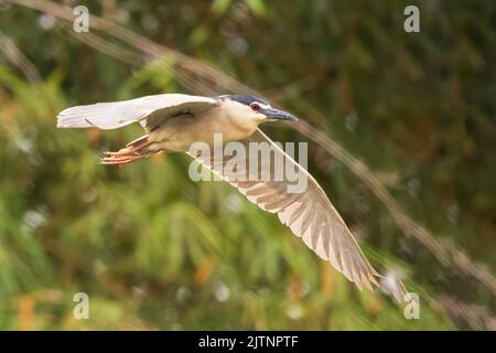 Black-crowned Night Heron in flight at a park in Ho Chi Minh City ...