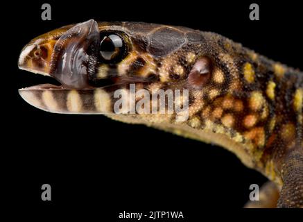 A Yellow-spotted Night Lizard, Lepidophyma Flavimaculatum Stock Photo ...