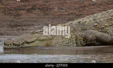 Crocodile in the water; Crocodile sliding into the water; crocodile ...