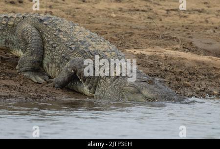 Crocodile in the water; Crocodile sliding into the water; crocodile ...