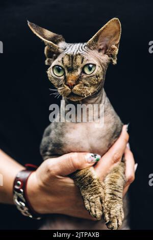 Dark brown Devon Rex cat on the table near the window. High quality ...