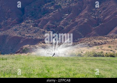 Sideroll or wheel line irrigation in a hay field on a ranch near Moab ...