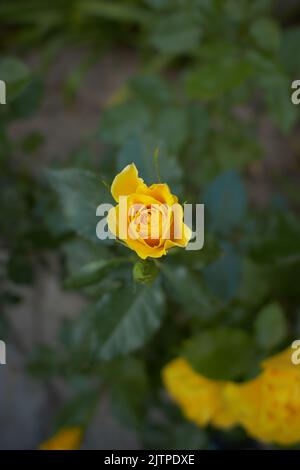 A rose in button with a coral color. Day shooting, outdoor and without ...