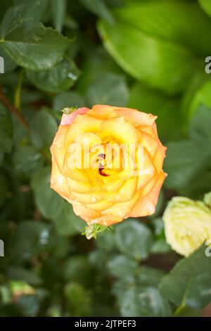 A rose in button with a coral color. Day shooting, outdoor and without ...