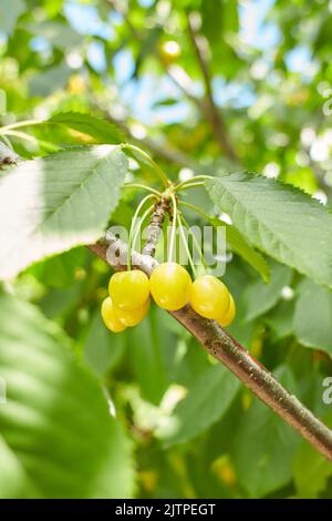 Cherries growing on a Rainier sweet cherry tree Stock Photo - Alamy