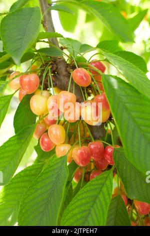 Cherry berries ripen on tree branches Stock Photo - Alamy