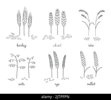 Hand drawn outline cereals and grains in circle shape with lettering ...