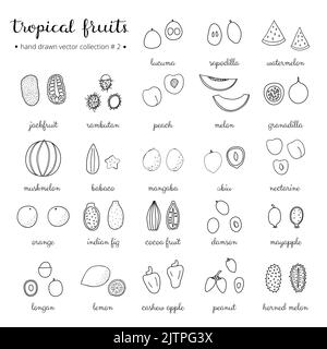 Hand drawn longan isolated on white background. Tropical fruit sketch ...