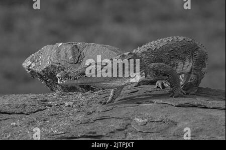 Basking croc; Close up of a crocodile; crocodile jaws; Crocodile with ...
