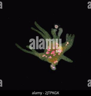 amoeba (amoeba proteus Stock Photo - Alamy