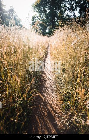 A beautiful shot of a path trodden in a wild meadow Stock Photo - Alamy