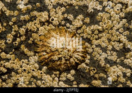 Azorean limpet Patella aspera and acorn barnacles Chthamalus stellatus ...