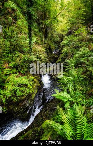 Footpath through Lydford Gorge Dartmoor National Park Devon Great ...