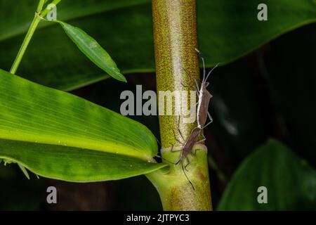 Macro photograph of a couple of insects Coreidae mating ( Catorhintha ...