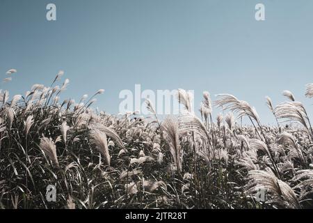 The Autumn Scenery of Mountain Gumburi in Jeju Island, Korea Stock ...