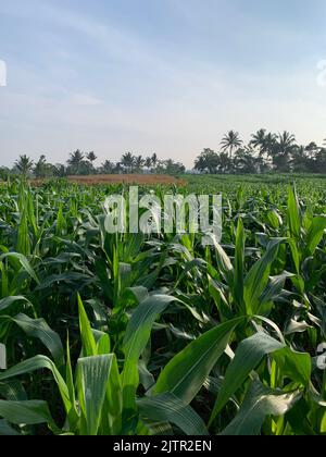Corn field plantation in sunny day with blue sky, de-tone Stock Photo ...
