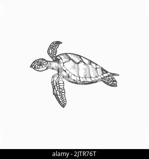 Turtle isolated Chelonia mydas endangered marine animal monochrome ...