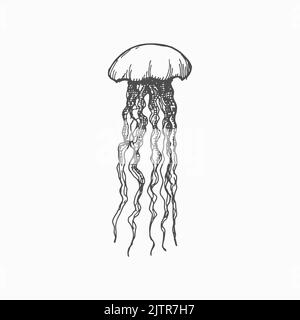 Jellies Pacific nettle jellyfish isolated monochrome sketch icon ...